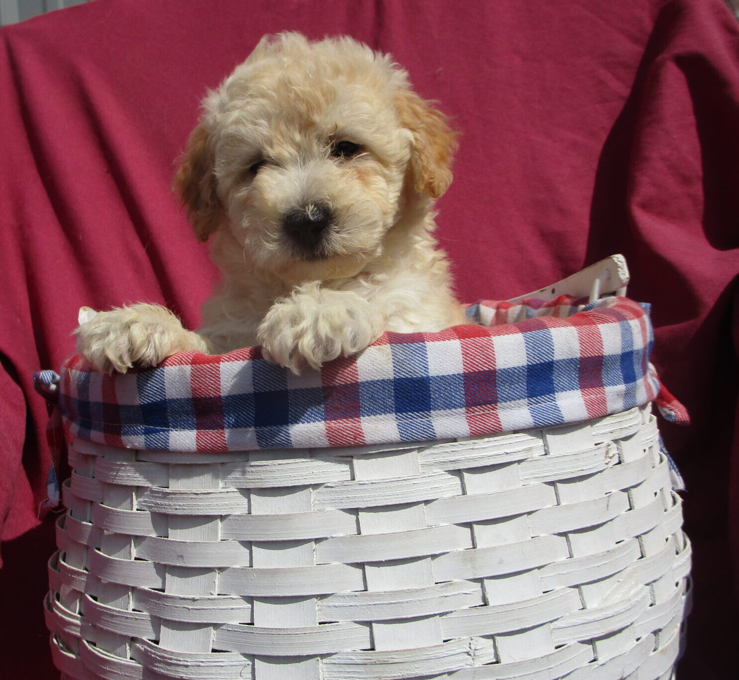 Bichon Poo Full Grown