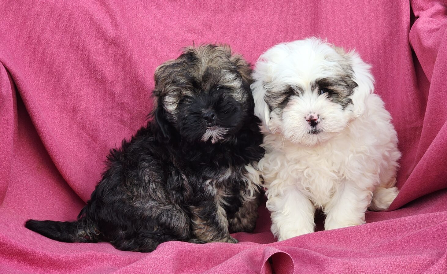 Shih Poo Puppies for Sale in New Windsor & Baltimore MD | Windsor Oak Farm