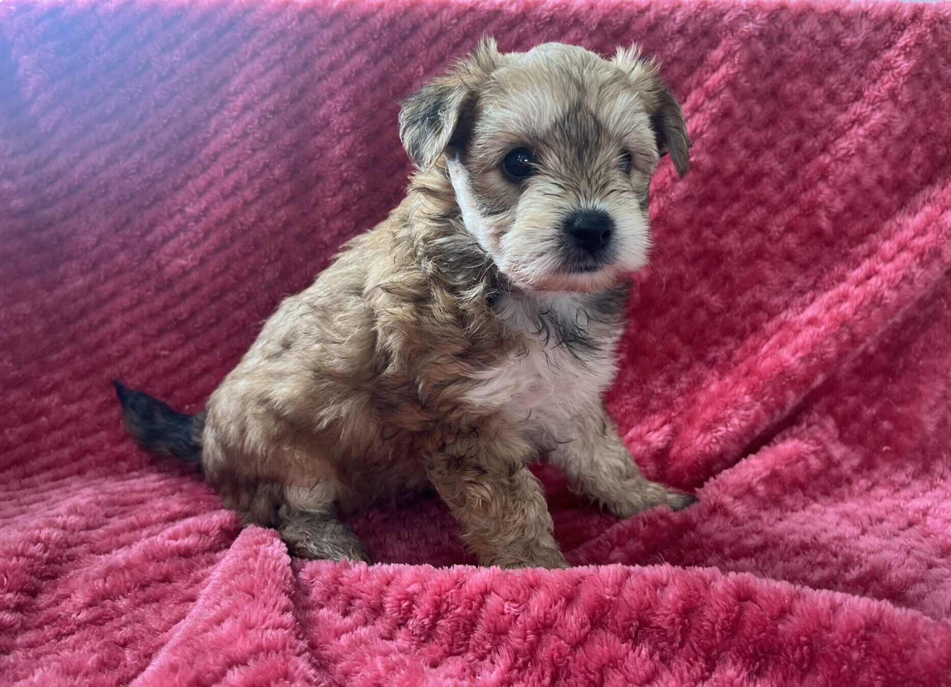 Yorkie-Chon Puppies for Sale Washington DC | Windsor Oak Farm