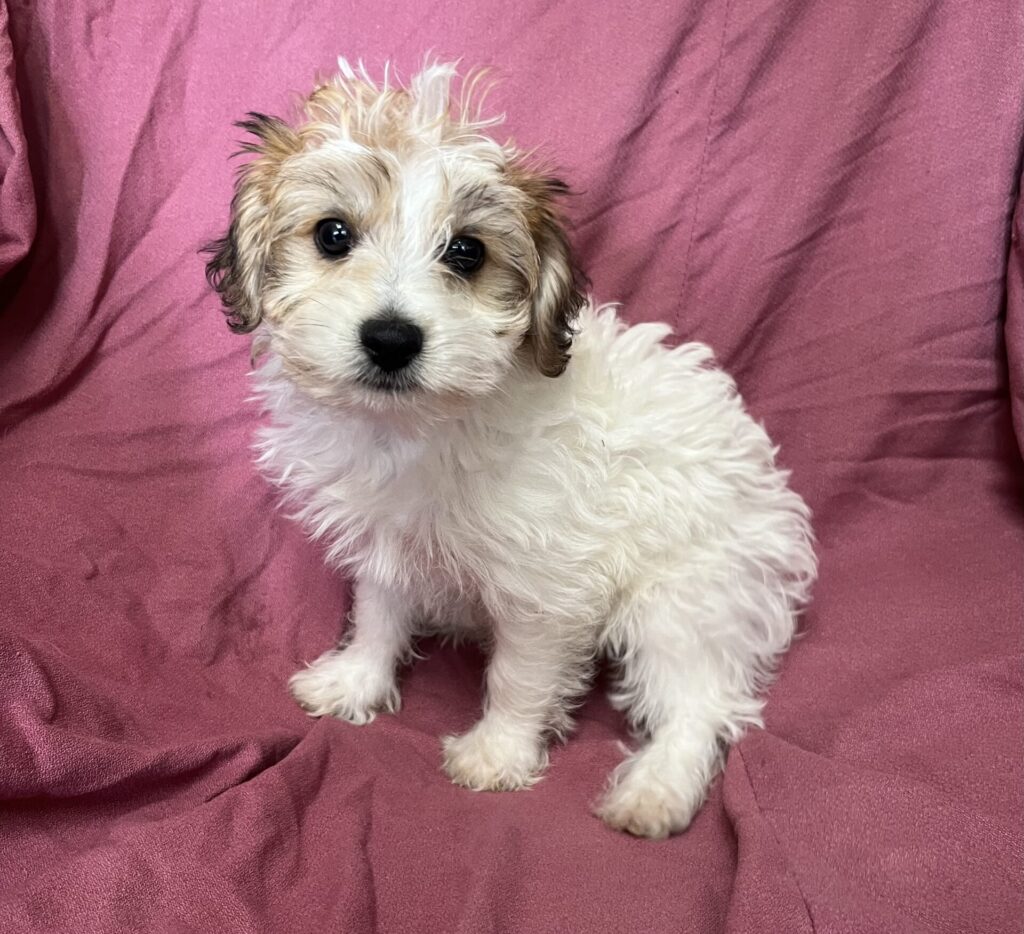 Yorkie-Chon Puppies for Sale Washington DC | Windsor Oak Farm