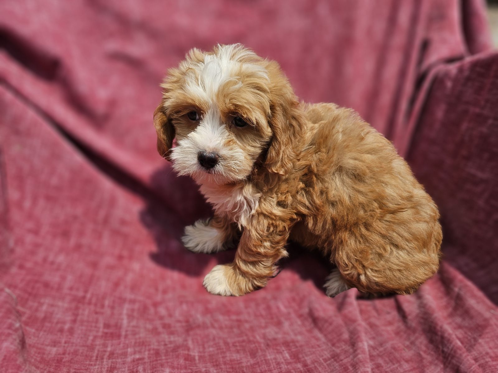Shih Poo Puppies for Sale in New Windsor & Baltimore MD | Windsor Oak Farm