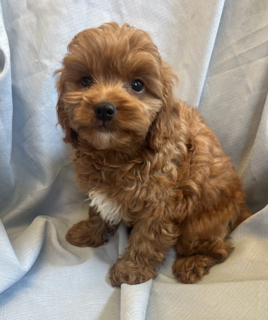 Cava Poo - Windsor Oak Farm