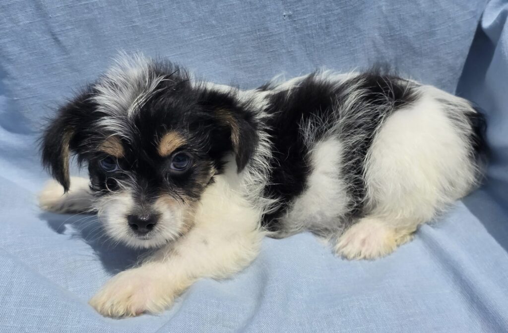 Parti Colored Yorkie Puppies for Sale in Washington, DC | Windsor Oak Farm