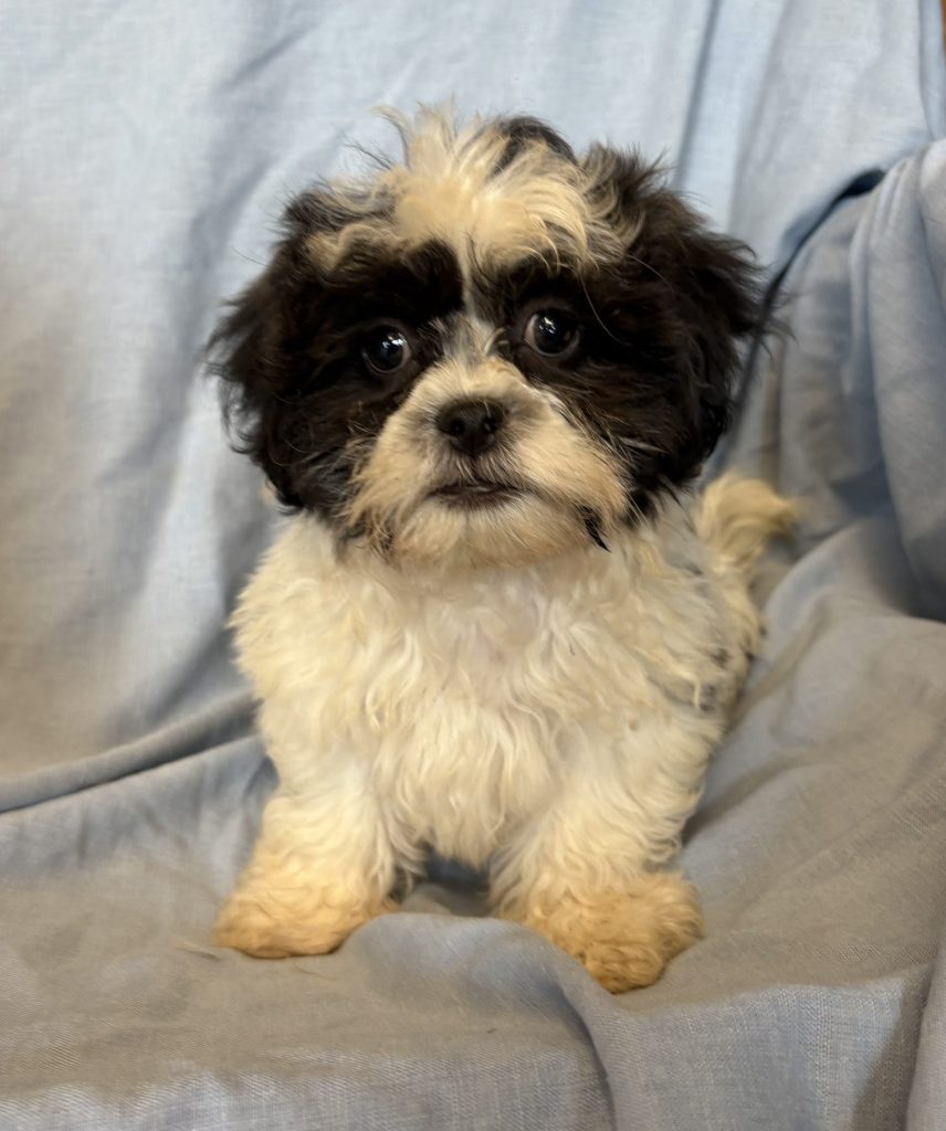Shih Chon Puppies For Sale Near New Windsor & Baltimore MD | Windsor ...
